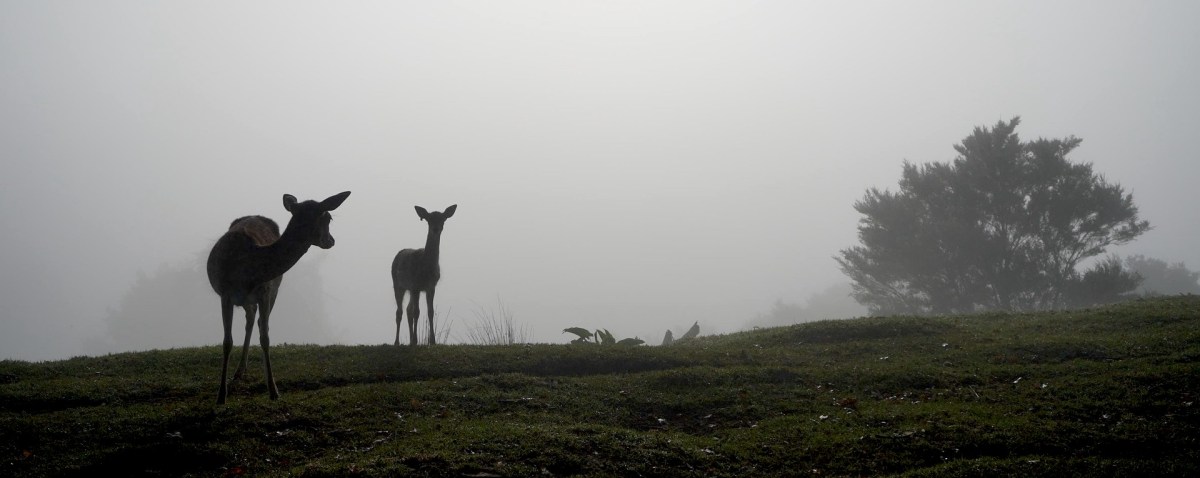 As The Deer Watched by Anne Falkowski – Oxford Flash Fiction Prize